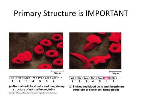 Biochemistry Macromolecules Part 2 Ppt Download