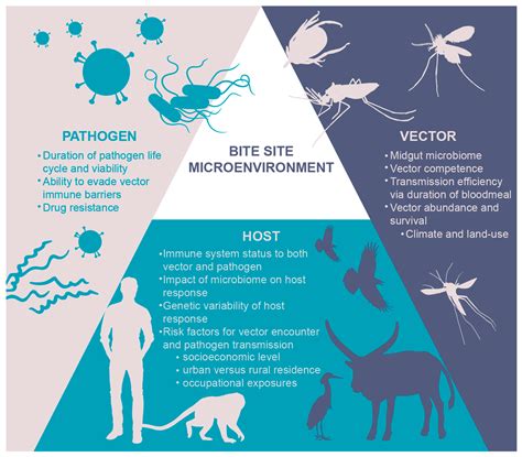Vector Pathogen At Collection Of Vector Pathogen Free Vector Pathogen At Collection Of Vector Pathogen Free