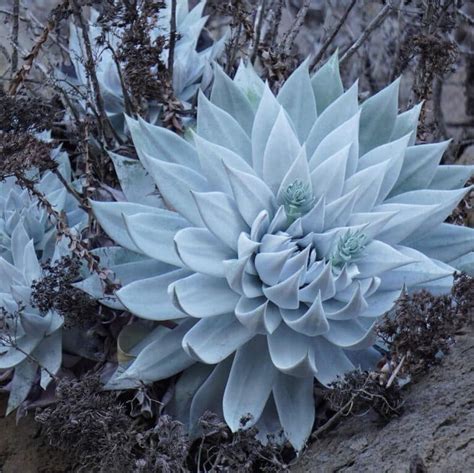55 Gorgeous Blue Succulent With Names And Pictures