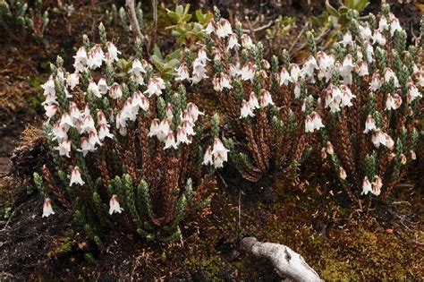 Cassiope Fastigiata Alpine Garden Society