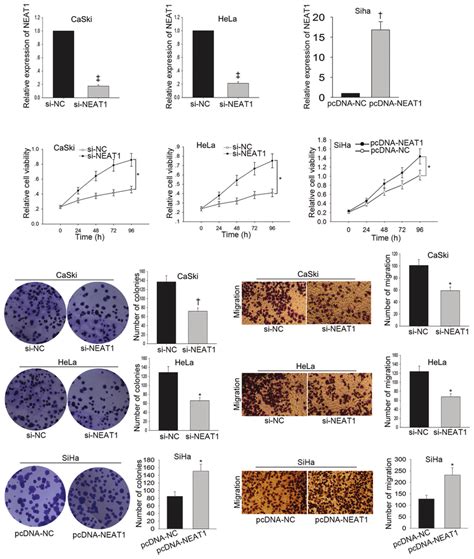 Effects Of Neat1 Knockdown Or Overexpression On The Proliferation And