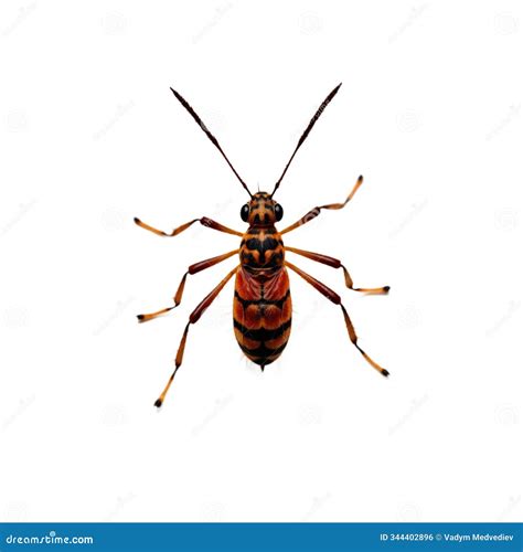 Bed Bug Small Parasitic Insects Known As Bed Bugs Cimex Lectularius Stock Photography