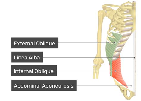 External Abdominal Oblique Muscle Getbodysmart