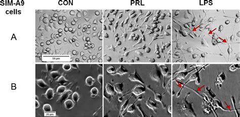 Morphology Of Sim A9 Cells Is Altered After Lps Treatment Cell