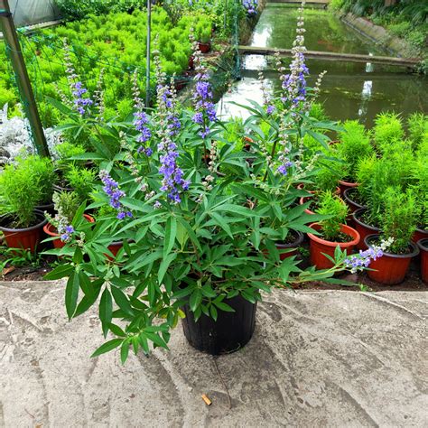 穗花牡荆冬天光杆养护穗花牡荆第4页大山谷图库