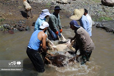 همشهری آنلاین تصاویر جالب از حمام کردن گوسفندان در چالوس به شیوه سنتی