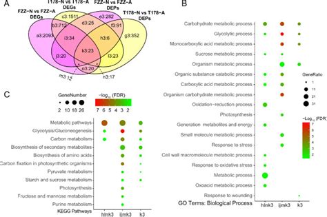 Comparative Transcriptomic And Proteomic Analyses Of Hypoxia Response