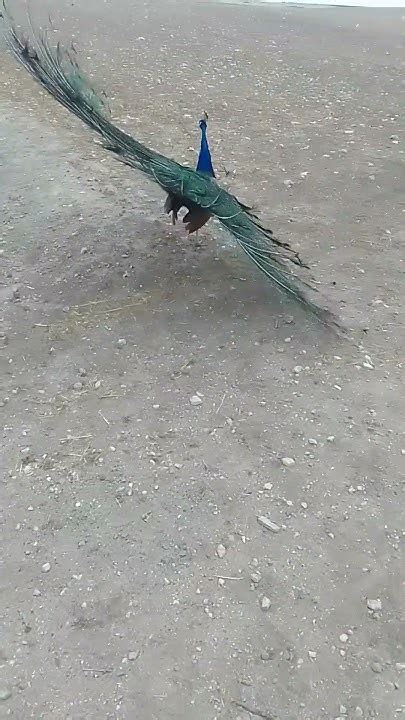 طاوسfood الباديه Youtube