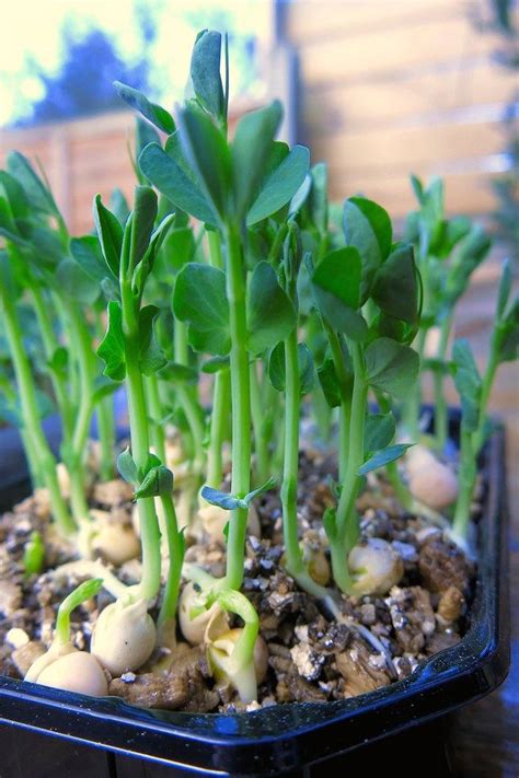 grow your own micro greens