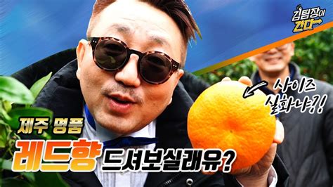 제주 명품 레드향 한번 드셔보실래유 Youtube