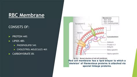 Rbc Structure And Physiology PPTX Blood Disorders Diseases And Conditions