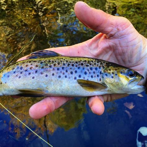 Tuckaseegee Fly Shop 2026 All You Need To Know Before You Go With