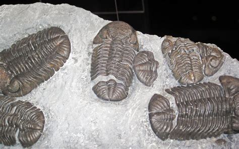 Chapter 7 Fossils The Story Of Earth An Observational Guide