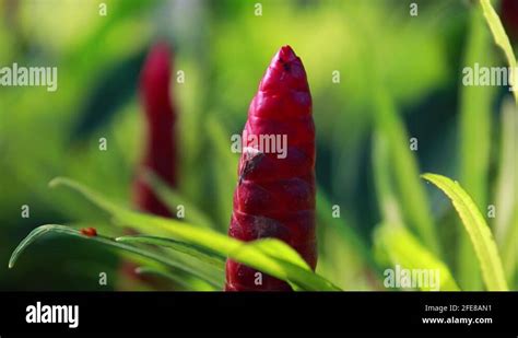 Red Button Ginger Stock Videos And Footage Hd And 4k Video Clips Alamy