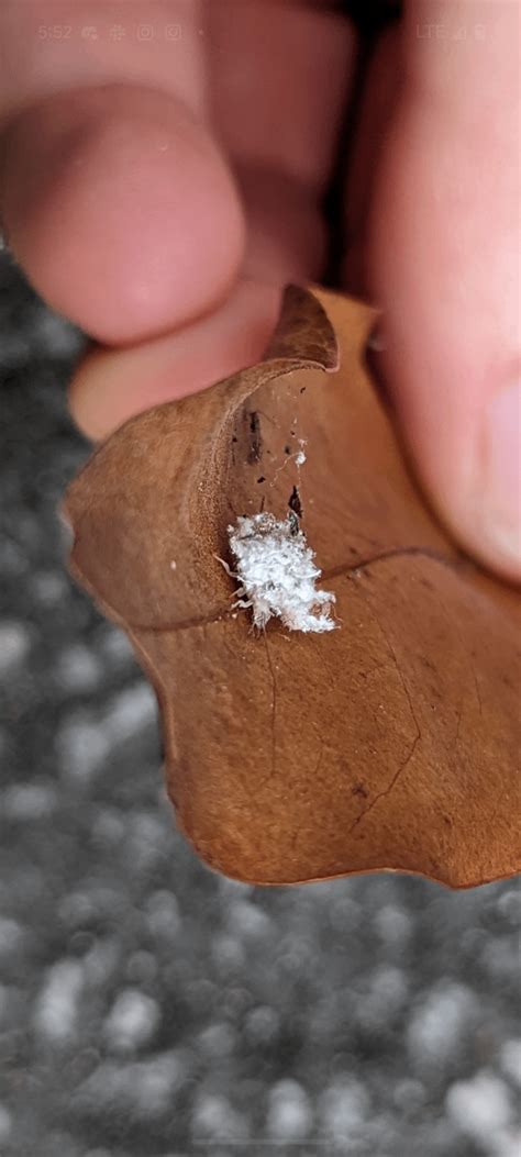 Weird Fluffy White Bug R Whatisthisbug