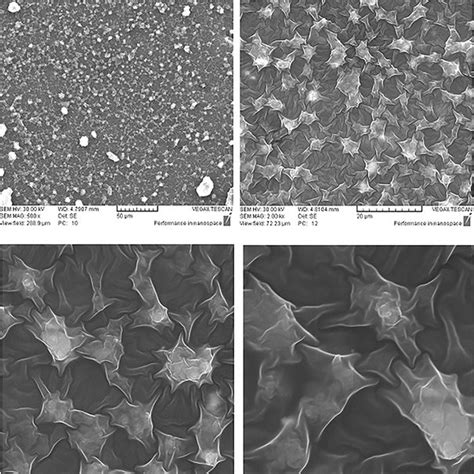 Sem Image Of Silicone Rubber375 Wt W Download Scientific Diagram