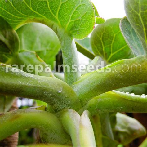 Dendroseris Marginata Colecillo Compra Semillas En