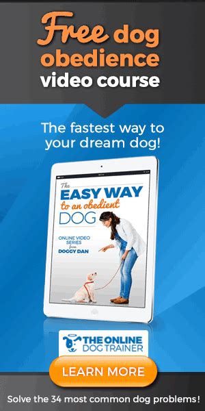 Dog Obedience Training Positive Reinforcement Vs Dominance Based Training