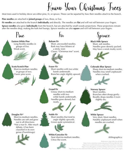 Growing Christmas Trees Varieties Planting Care And Harvest Artofit