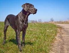 Top 10 Great Dane Breeders In North Carolina We Love Doodles