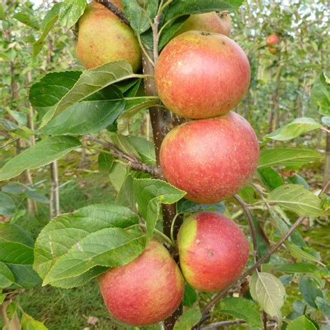 Roots Plants Laxtons Superb Apple Tree Online At Roots Plants Sales Shop Up To 40 Off