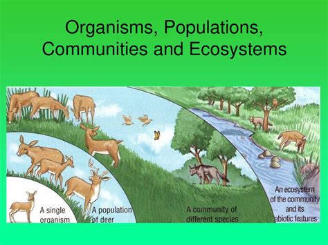 Ecosystems Ecosystems Abioticbiotic Population Community Ppt Download