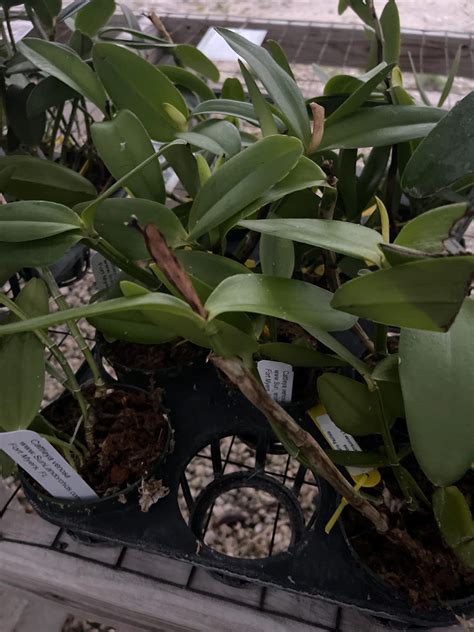 Orchid Live Cattleya Venosa Bare Root Etsy
