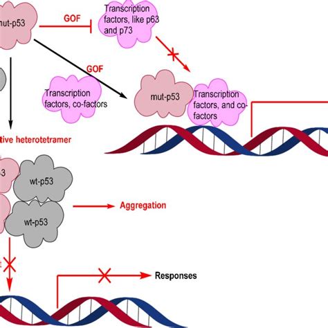 Mutant P53 Hotspot Mutations Loss Of Function Lof Gain Of Function