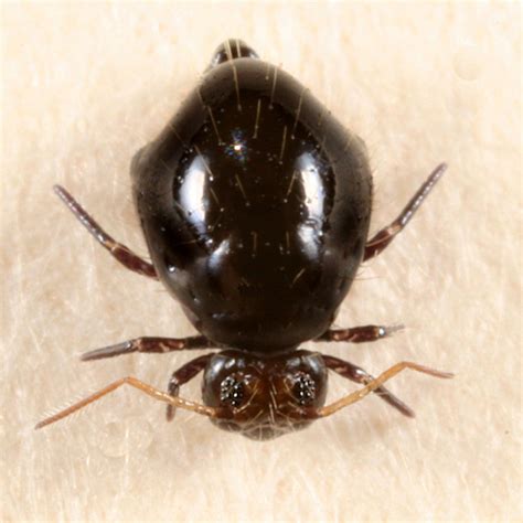 Globular Springtail Allacma Purpurescens Bugguidenet