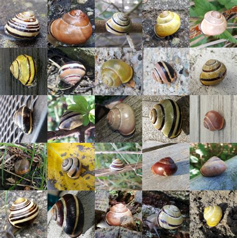 How Citizen Scientists Helped Us Discover Snail Shell Colour Evolution Research Communities By How Citizen Scientists Helped Us Discover Snail Shell Colour Evolution Research Communities By