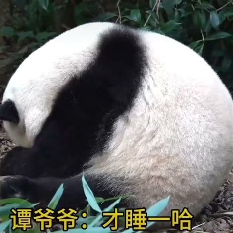 秒睡的花花 睡觉的花花像一颗精致且可爱的蛋🥚😂 圆圆的花花 对于经常失眠的我来说 花花秒睡的技能真的太强啦~💓 花花熊猫 Panda Youtube