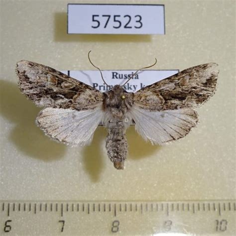 Noctuidae Xylopolia Bellula Primorye Fareastinsects