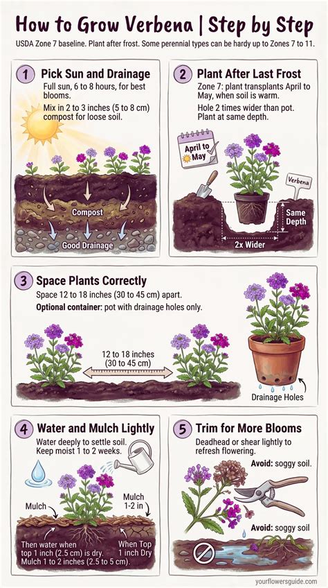 Verbena Flower Guide Annual And Perennial Verbena Care