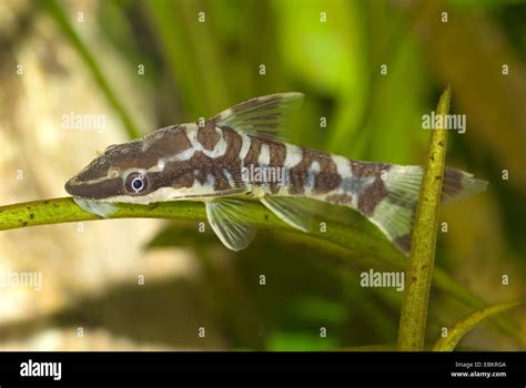 Otocinclus The Algae Eating Catfish Species 52 Off