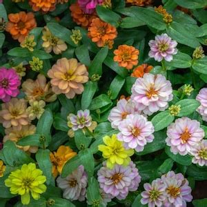 Zinnia Dreamland Mix 10 Seeds Dwarf Zinnia Landscape Flower Etsy