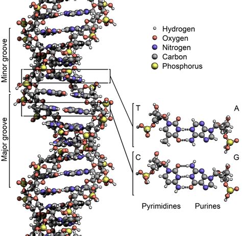 What Are The Polymers Of Nucleic Acids Science Trends