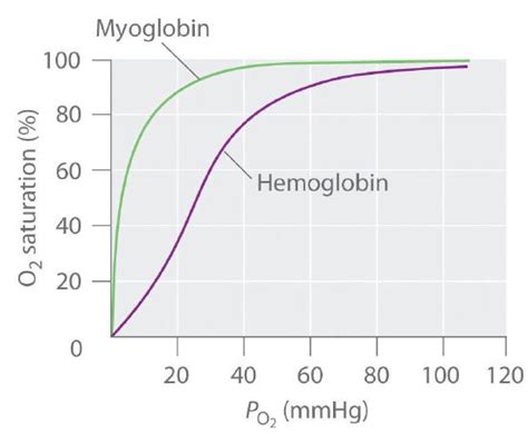 6 8 2 Oxygen Transport By The Proteins Myoglobin And Hemoglobin