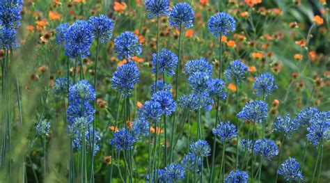 22 Beautiful Varieties Of Ornamental Allium