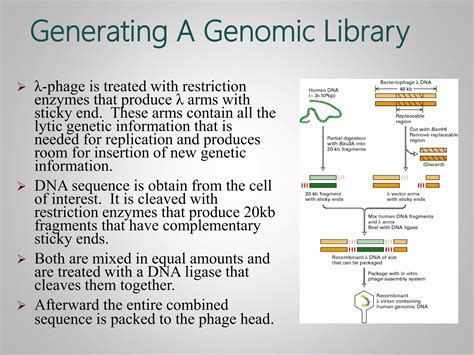 Genomic And C Dna Libraries Pptx Biological Sciences Science