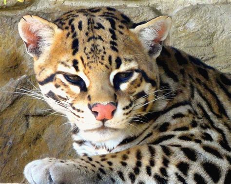 Native Animals In New Mexico At Christopher Ludlum Blog