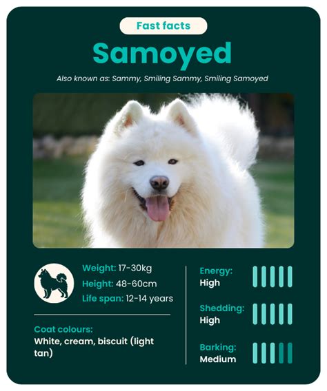 Samoyed Breed Guide Best For Pet