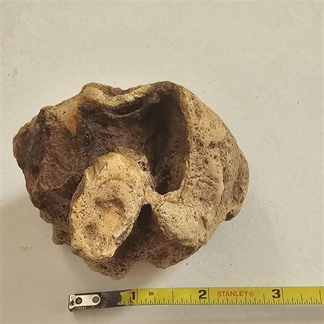 Fossilized Bone Fossil Id The Fossil Forum