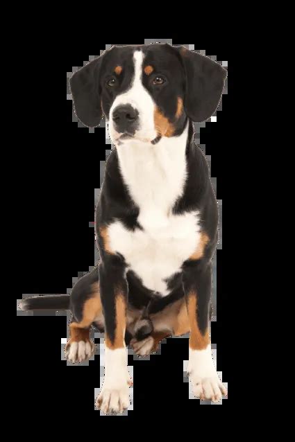 Entlebucher Sennenhund Welpen Züchter And Wurfmeldungen Welpede