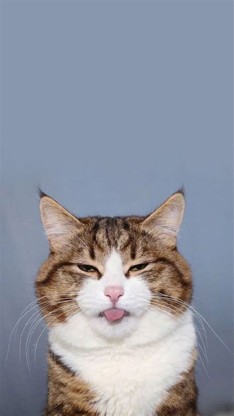 Pin By Phamquynhtrang On Mood Wallpaper Cute Cat Wallpaper Funny Cat