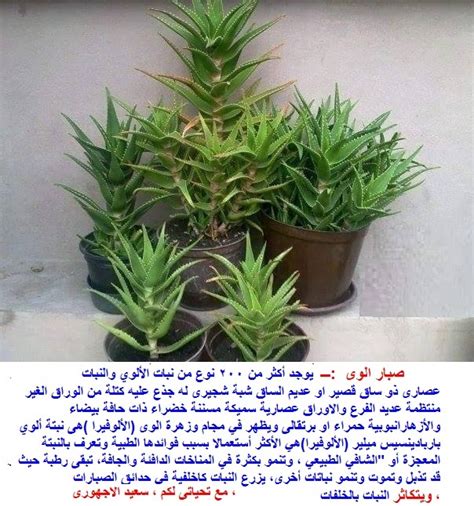 صبار الوى او الألوي ـــ يوجد أكثر عشاق نباتات الزينه