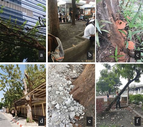 Common Tree Defects And Conditions Affecting Tree Health A Conflicts