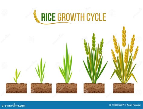 Rice Growth Plant Crop Growing Cycle Sketch Life Stages Of Farm
