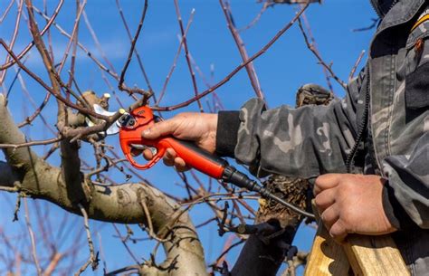 Premium Photo Winter Pruning Of Apple Tree With Electric Secateurs