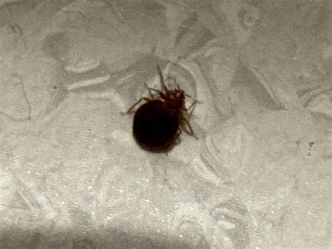 Identification R Bedbugs