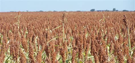 Milo Grain Sorghum 95 Day Safened Nixa Hardware And Seed Company